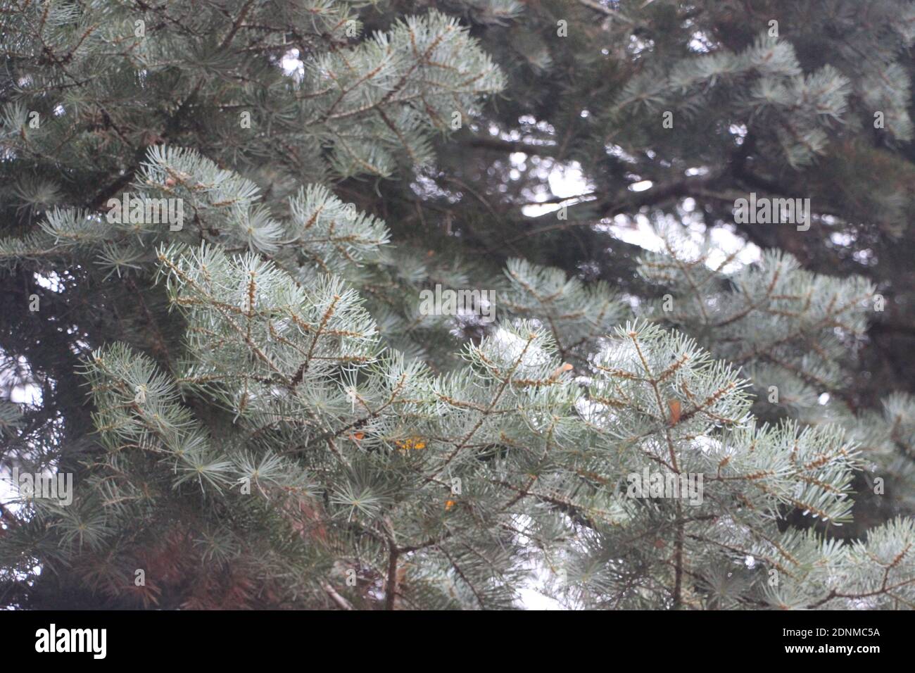 Blue spruce branches with the scientific name Picea pungens, is a ...