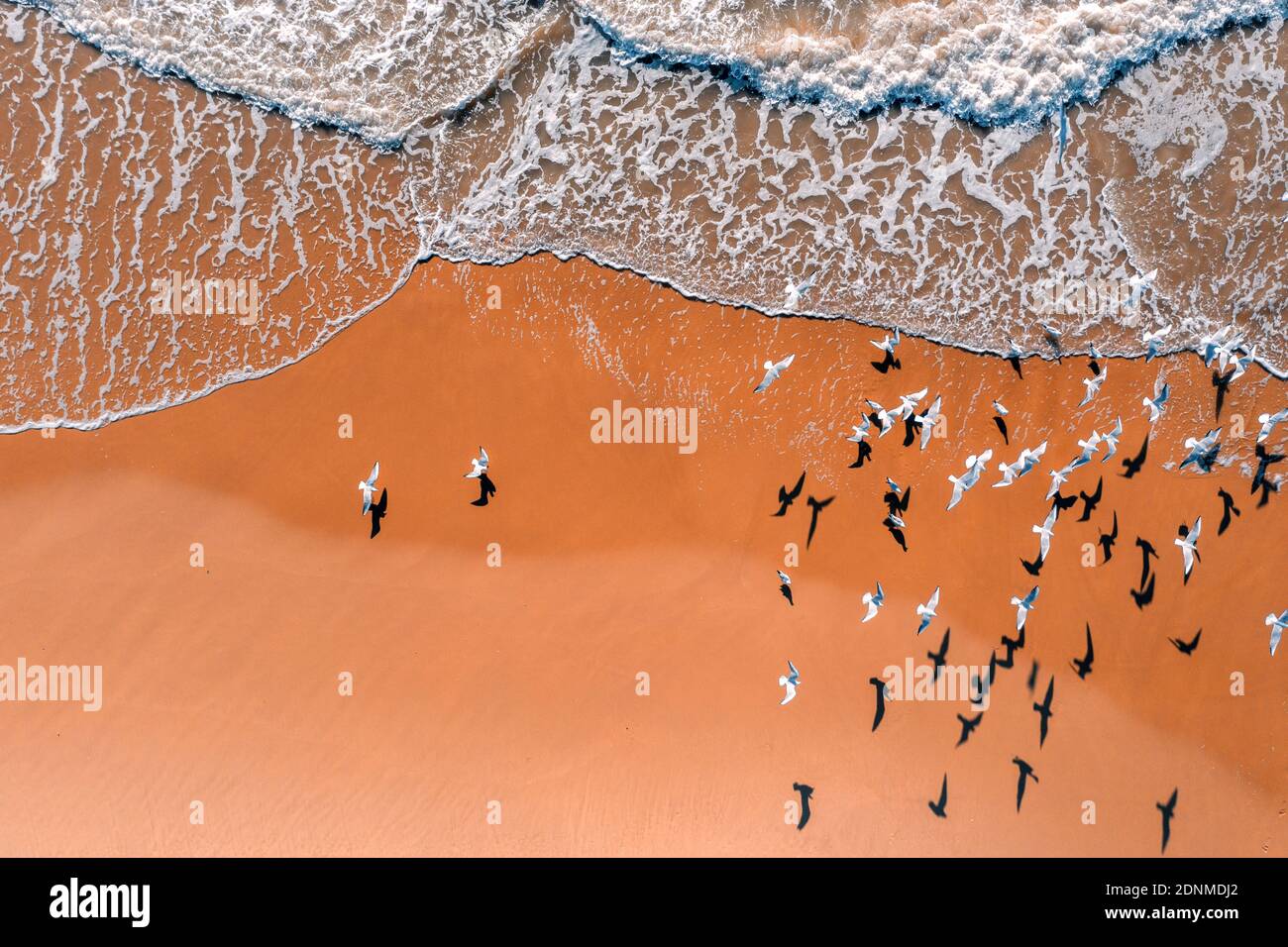 Seagulls fly over the sandy beach. View from above. Sand and waves ...