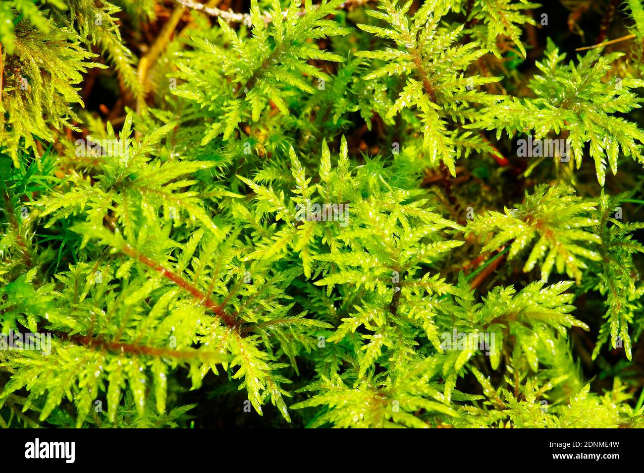 Glittering Woodmoss (Hylocomium splendens) is common in boreal forests ...