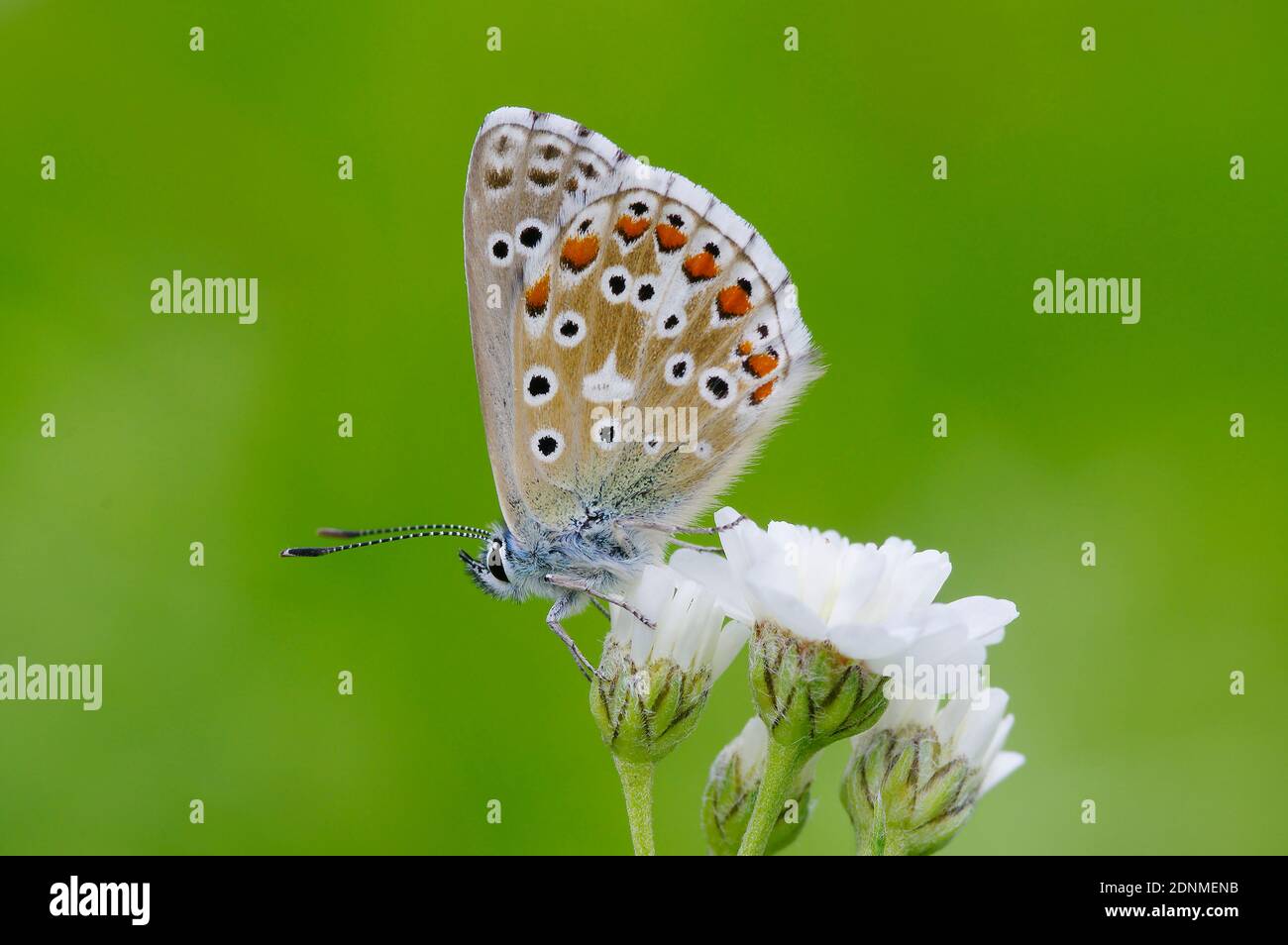 Animal flower plant hi-res stock photography and images - Alamy