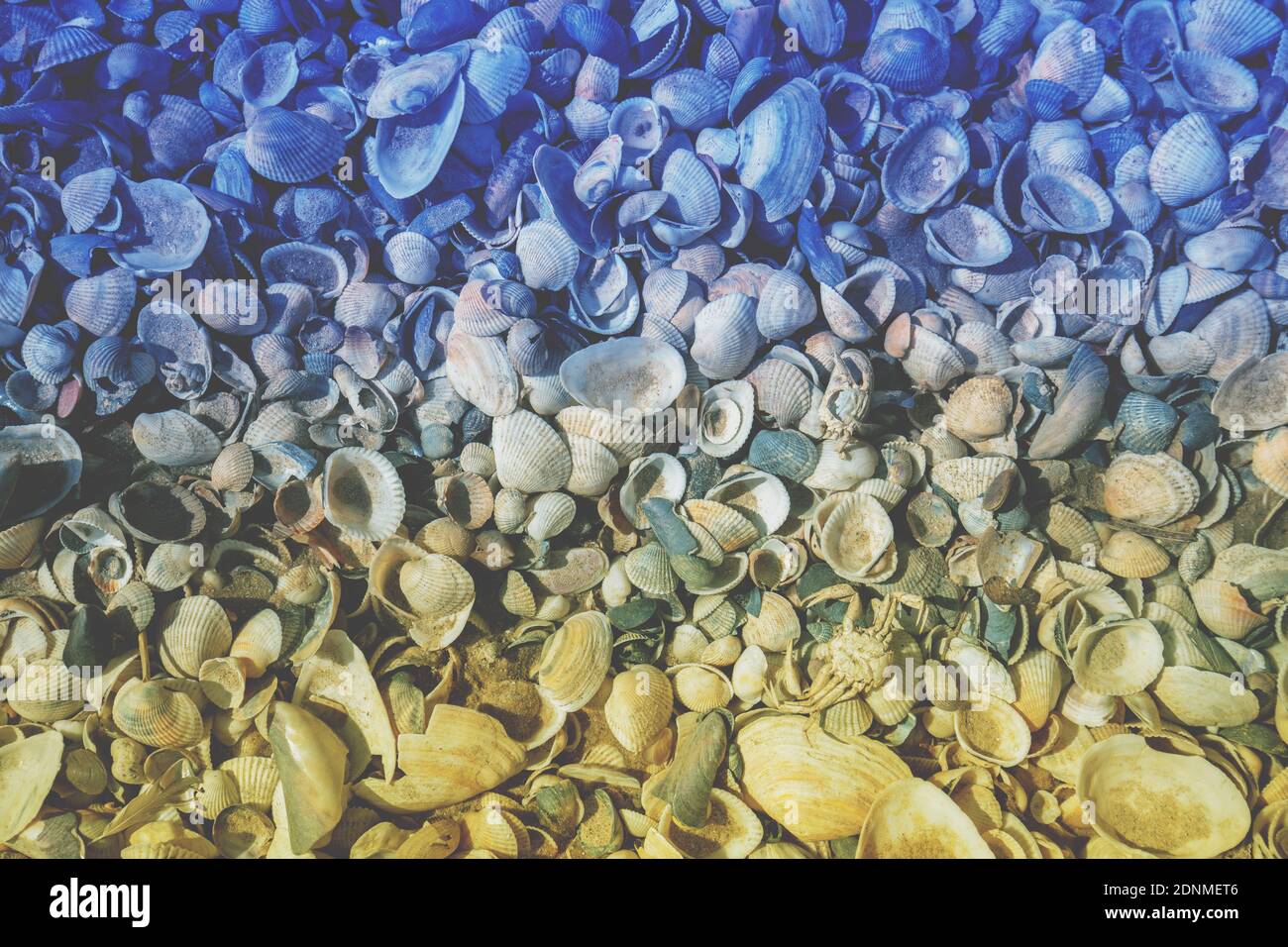 Abstract nature colorful seashells background. Gradient color. Beach ...