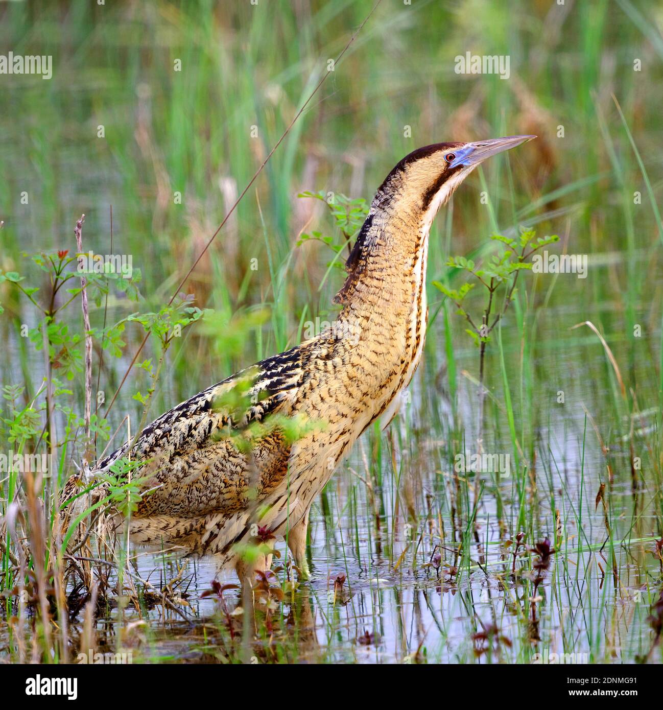 Eurasian Bittern, Great Bittern (Botaurus stellaris) in the reed area ...