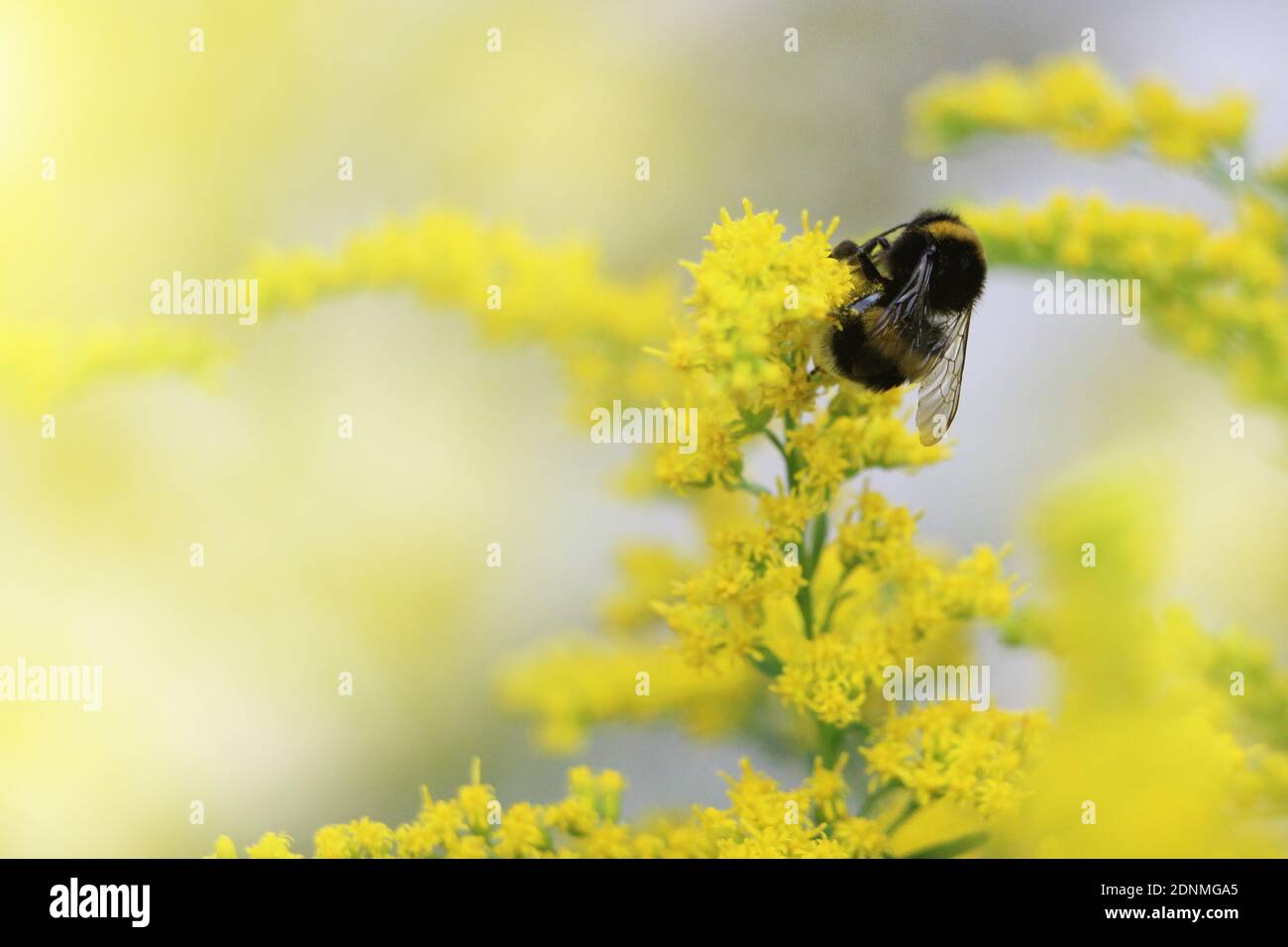 The bumblebee on Goldenrod flowers in forest. Beautiful nature Stock ...