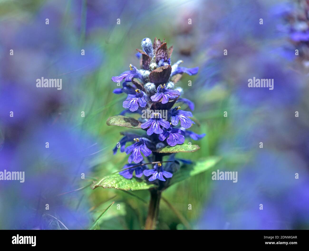 Blue Bugle (Ajuga reptans), flowering stalk. Germany Stock Photo - Alamy