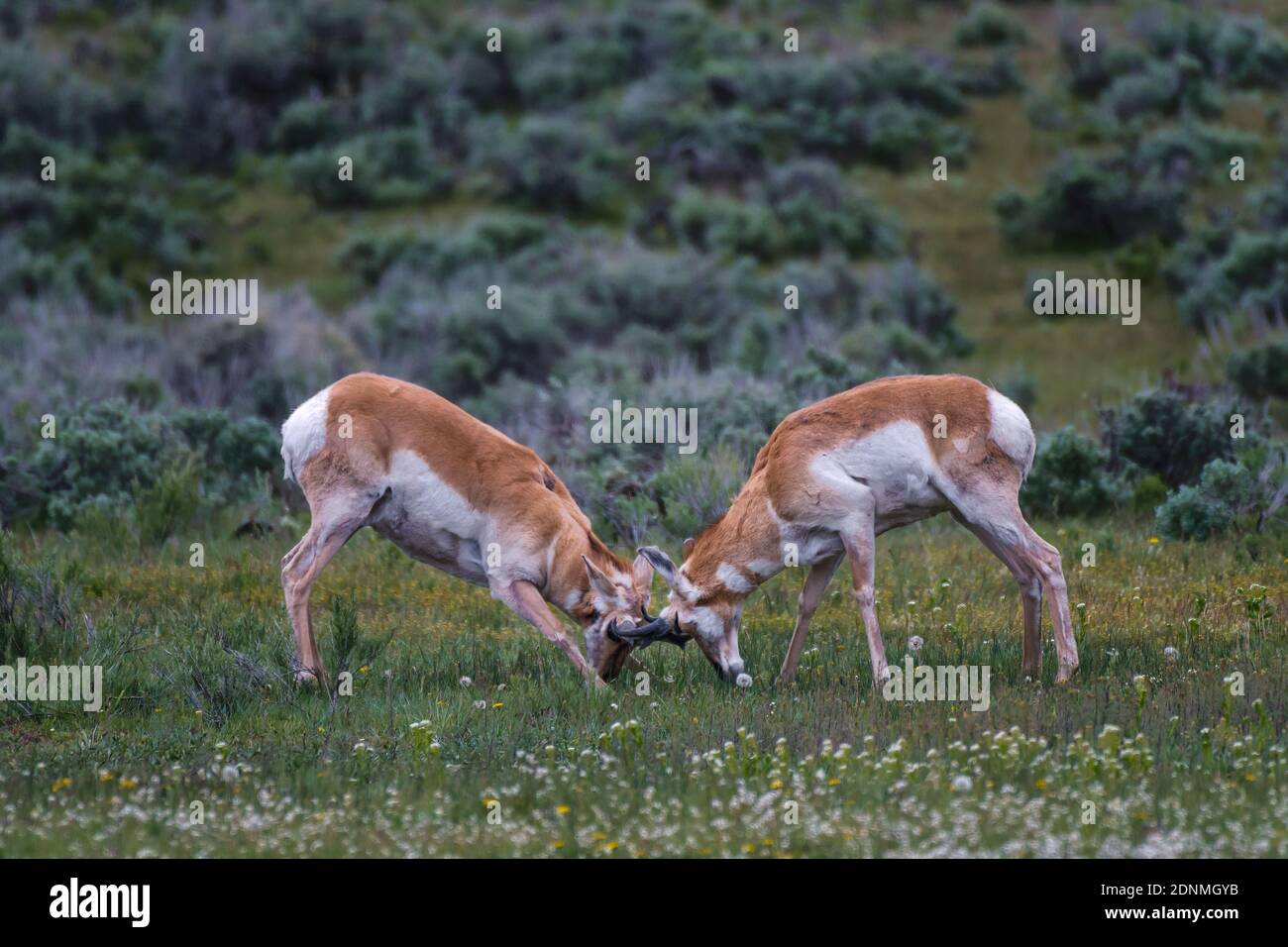 Pronghorn antelope fighting hi-res stock photography and images - Alamy