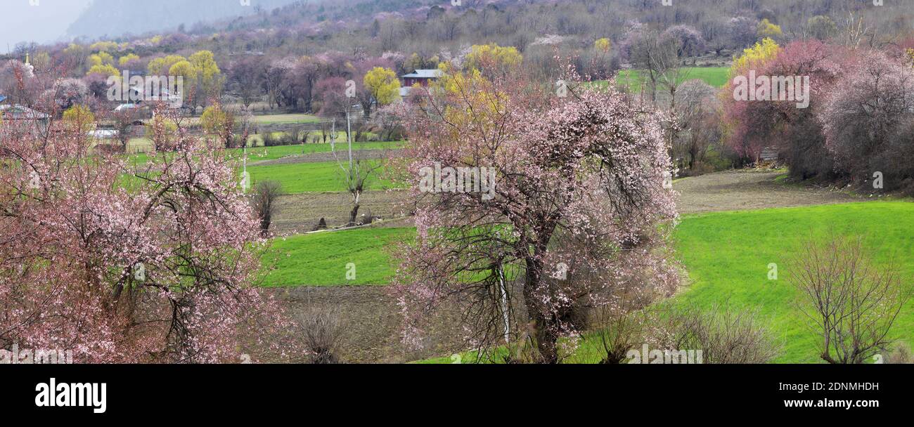 Bome peach blossom Stock Photo - Alamy