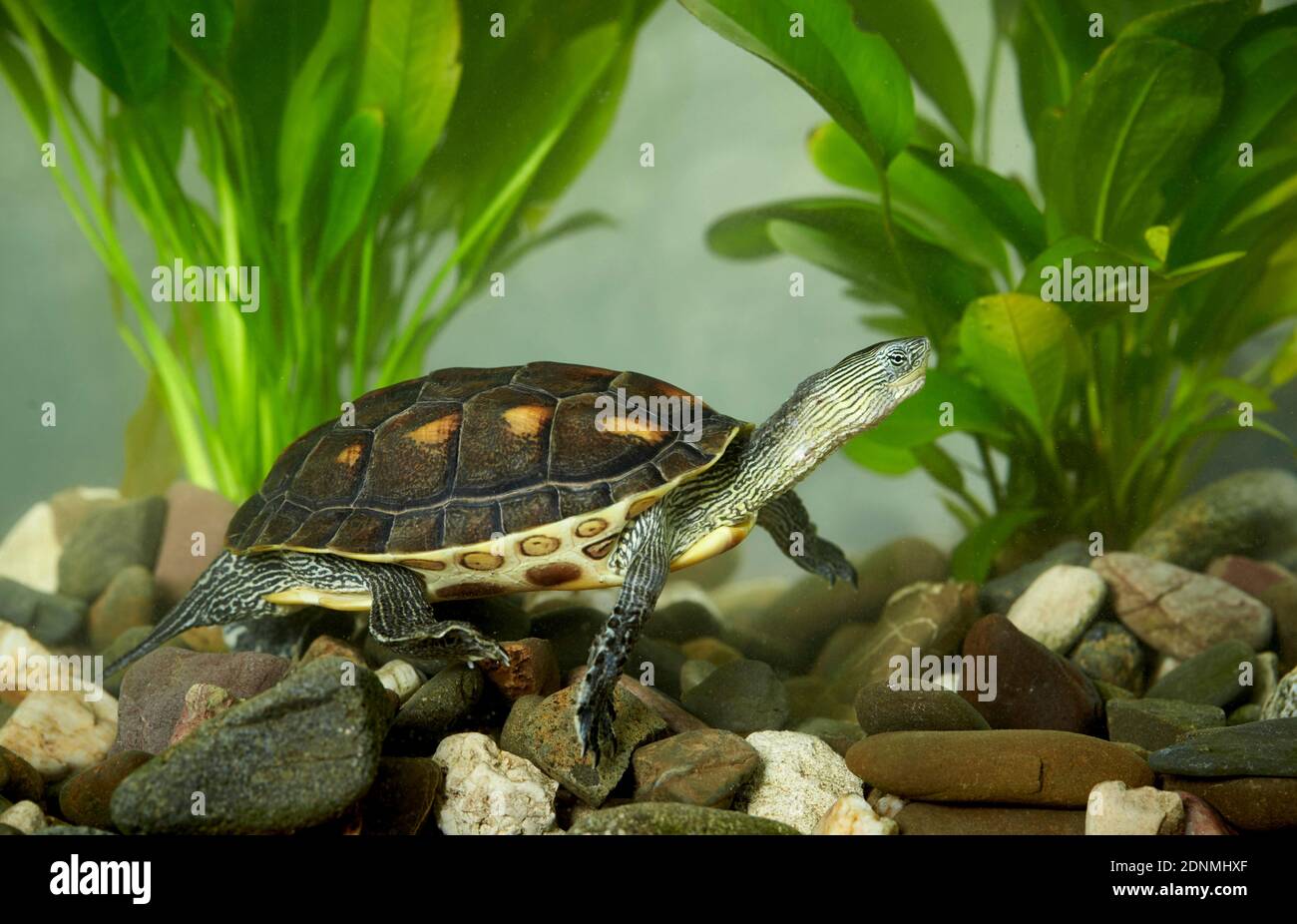 Adult Chinese stripe-necked turtle (Mauremys sinensis) under water in ...