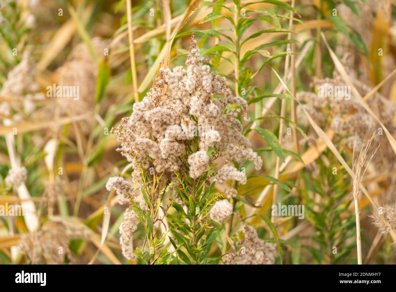Fluff of Canada goldenrod (Solidago canadensis), Isehara City, Kanagawa ...
