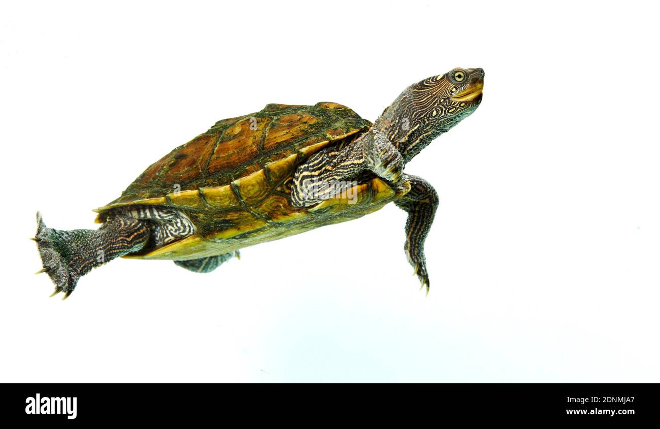 False Map Turtle Amazon.com False Map Turtle From Above Turn 10 Inch