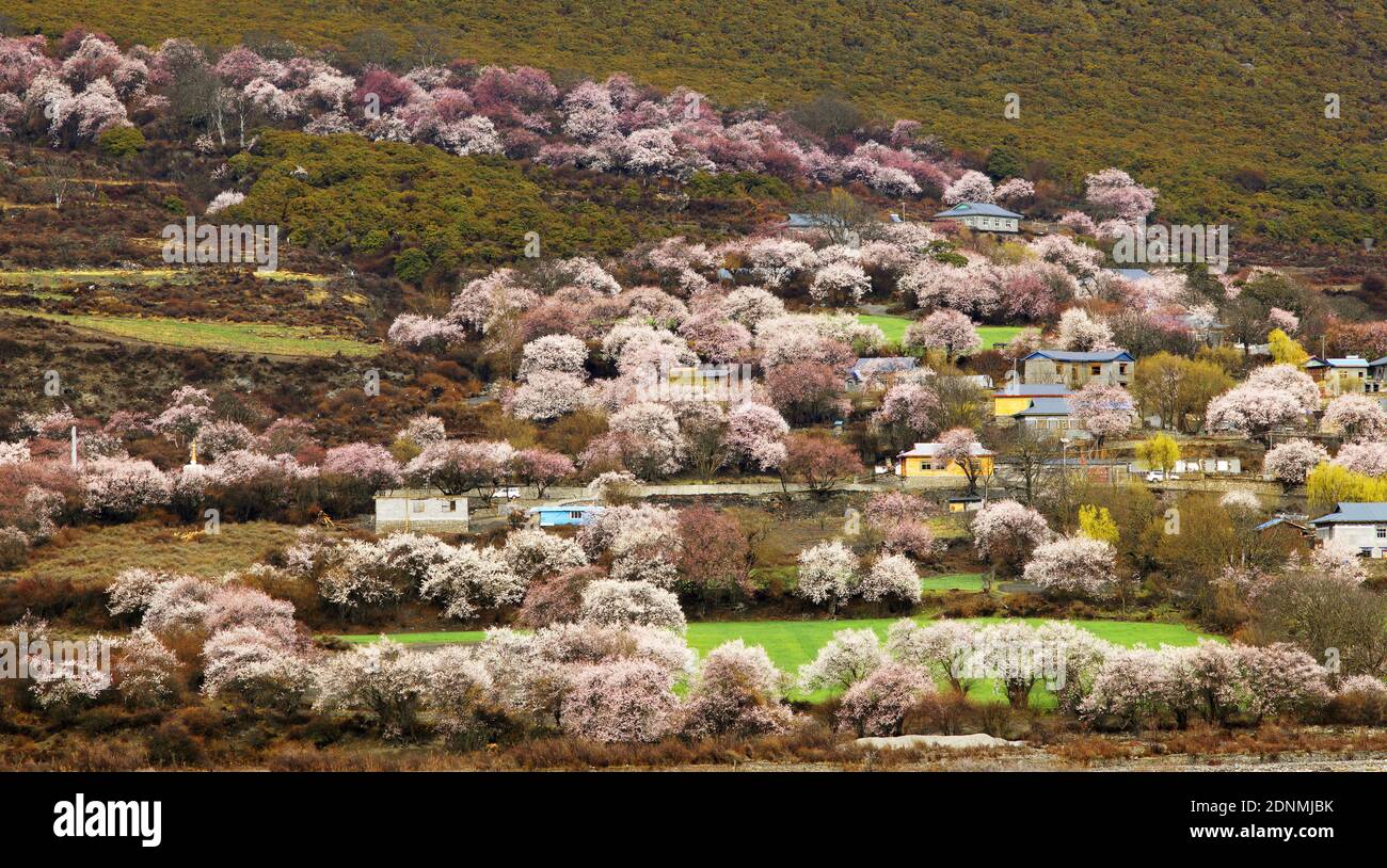 Bome peach blossom Stock Photo - Alamy