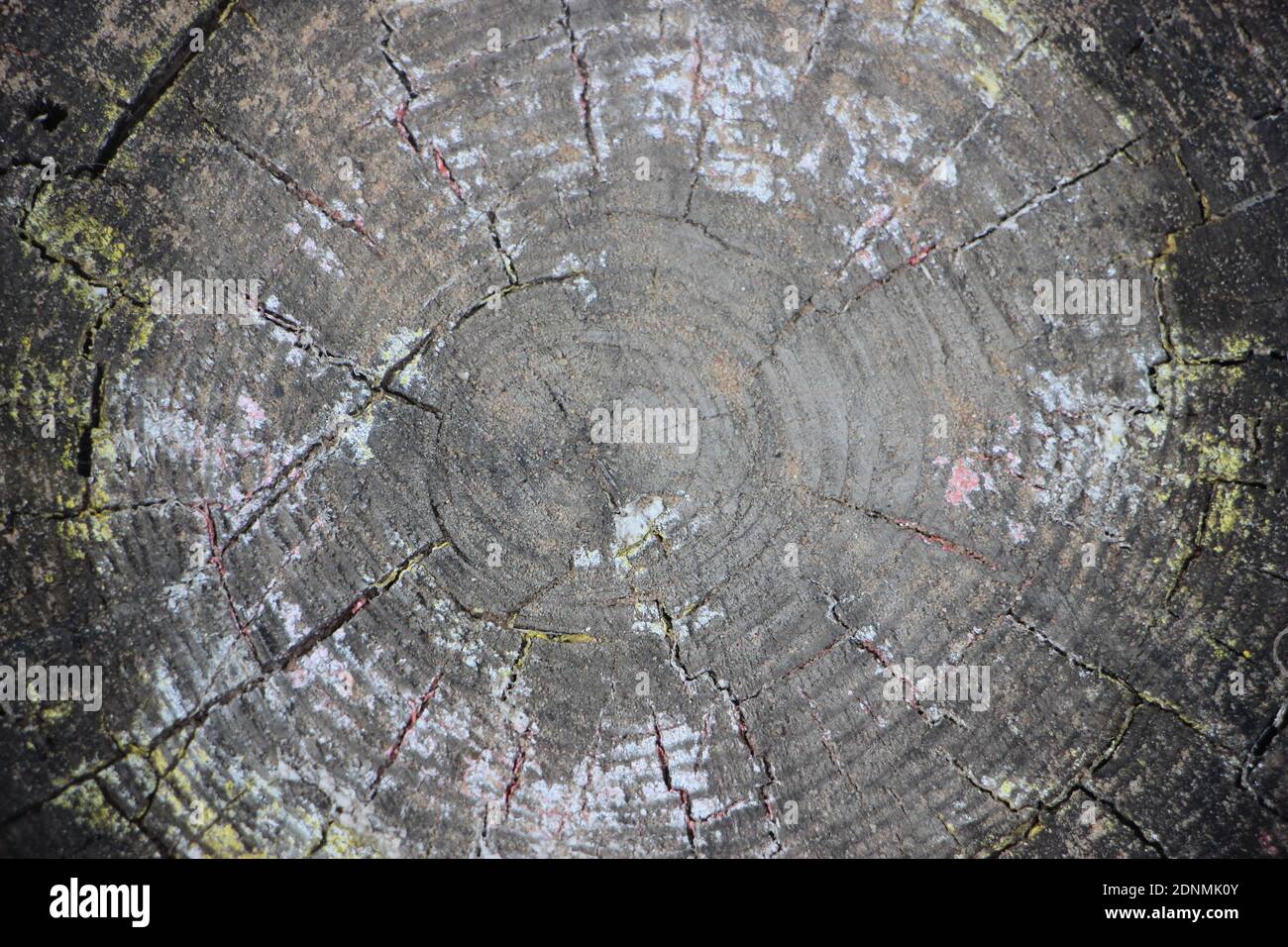 stump of oak tree felled - section of the trunk with annual rings Stock ...