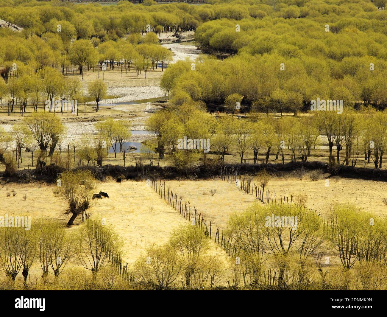 Bome tibet forest hi-res stock photography and images - Alamy