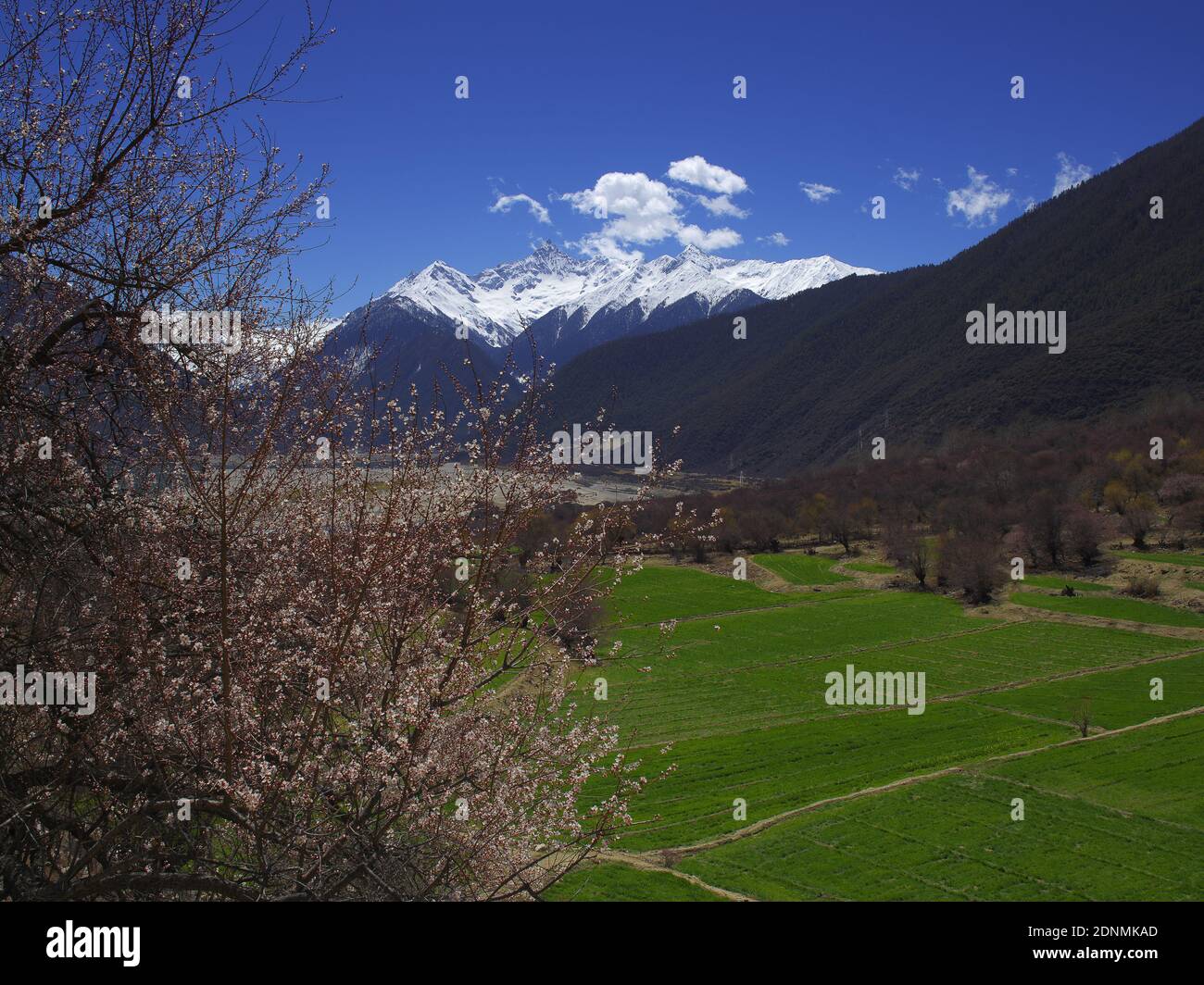 Bome peach blossom Stock Photo - Alamy