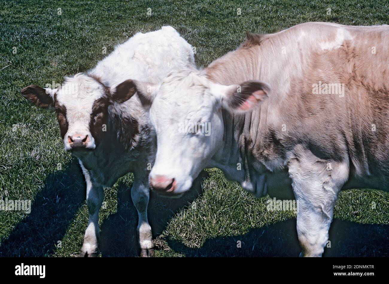 Two Cows in Field Stock Photo - Alamy