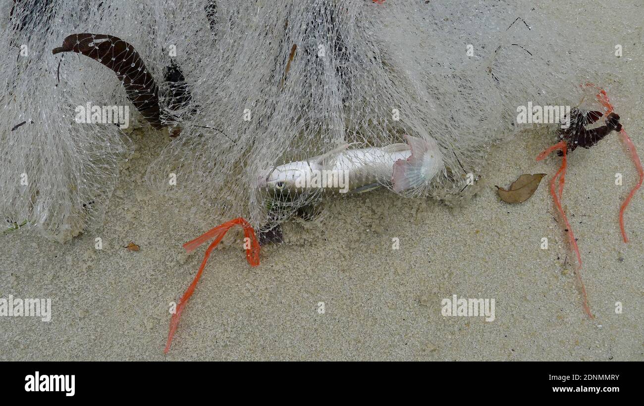 Fisher man throwing fishing net for catching fish for food Stock Photo ...