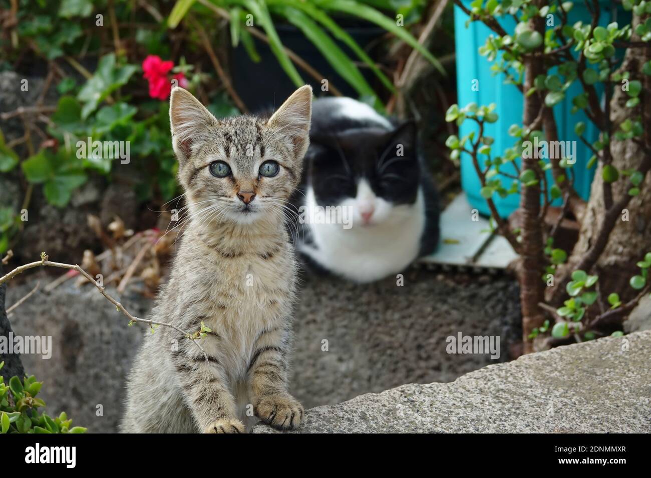 A selective focus shot of two cats in the yard looking in a straight ...