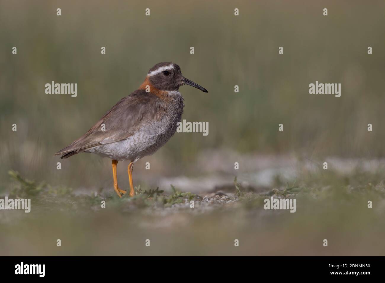 Diademed plover, Embalse El Yeso, Chile, January 2018 Stock Photo - Alamy