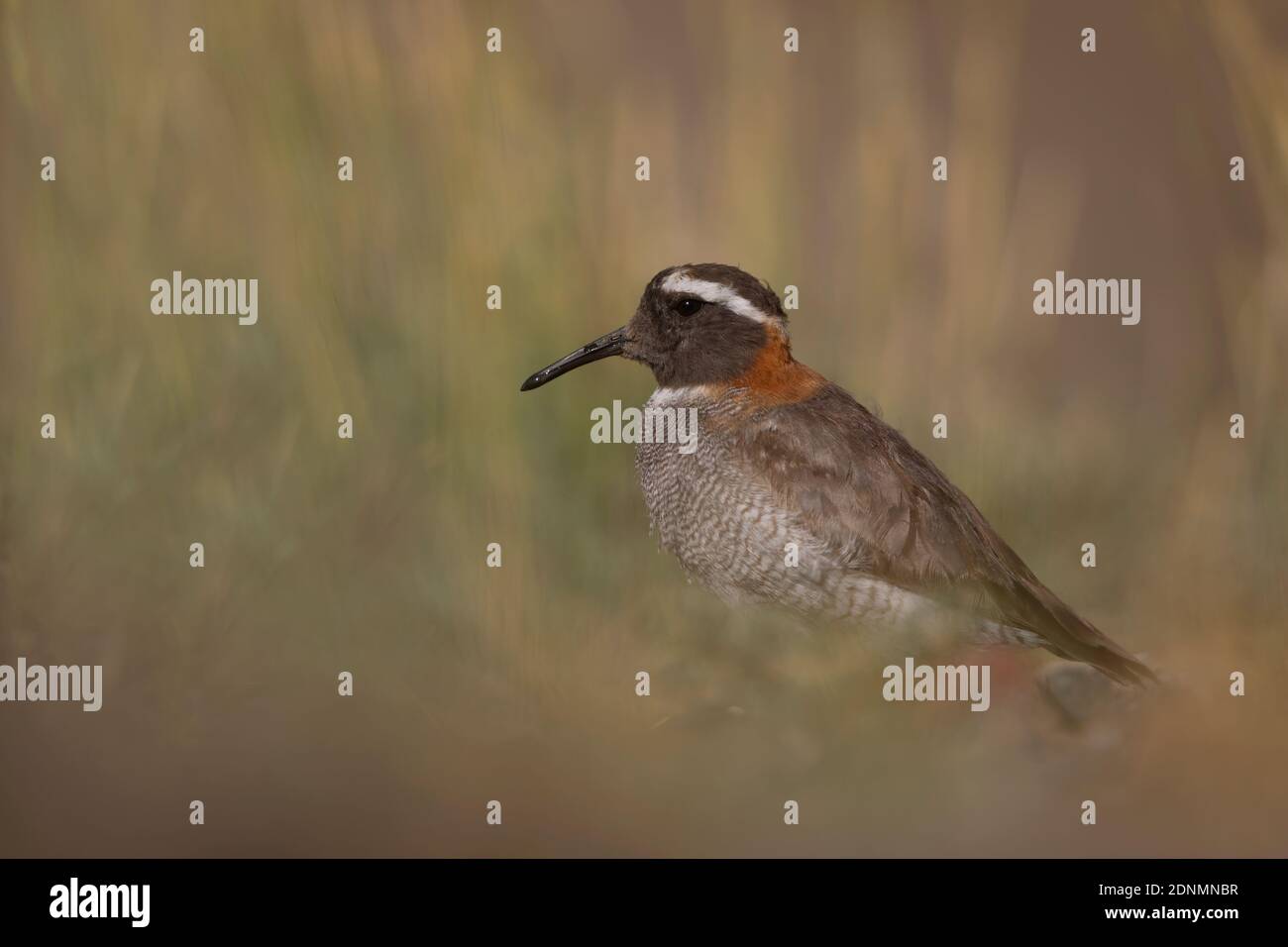 Diademed plover, El Yeso, Chile, January 2018 Stock Photo - Alamy