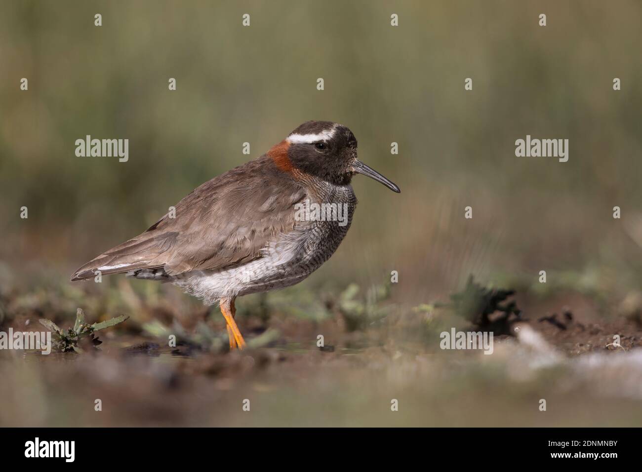 Diademed plover, Embalse El Yeso, Chile, January 2018 Stock Photo - Alamy