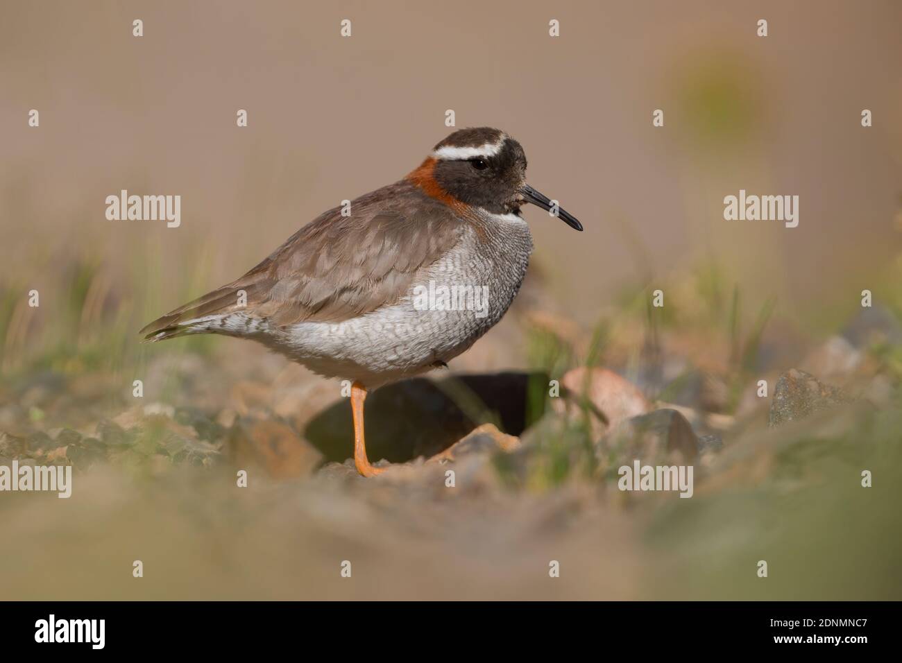 Diademed plover, Embalse El Yeso, Chile, January 2018 Stock Photo - Alamy