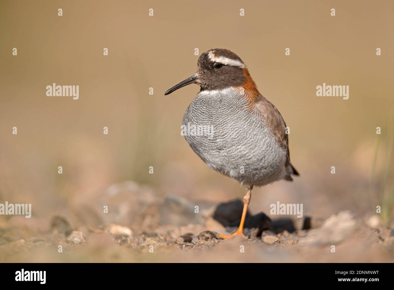 Diademed plover, Embalse El Yeso, Chile, January 2018 Stock Photo - Alamy