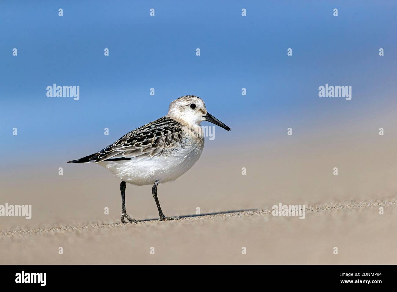Sanderling (Calidris alba). Juvenile standing at a beach. Denmark Stock ...