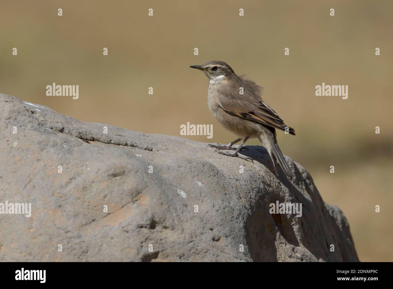 Buff-winged cinclodes, El Yeso, Chile, January 2018 Stock Photo - Alamy