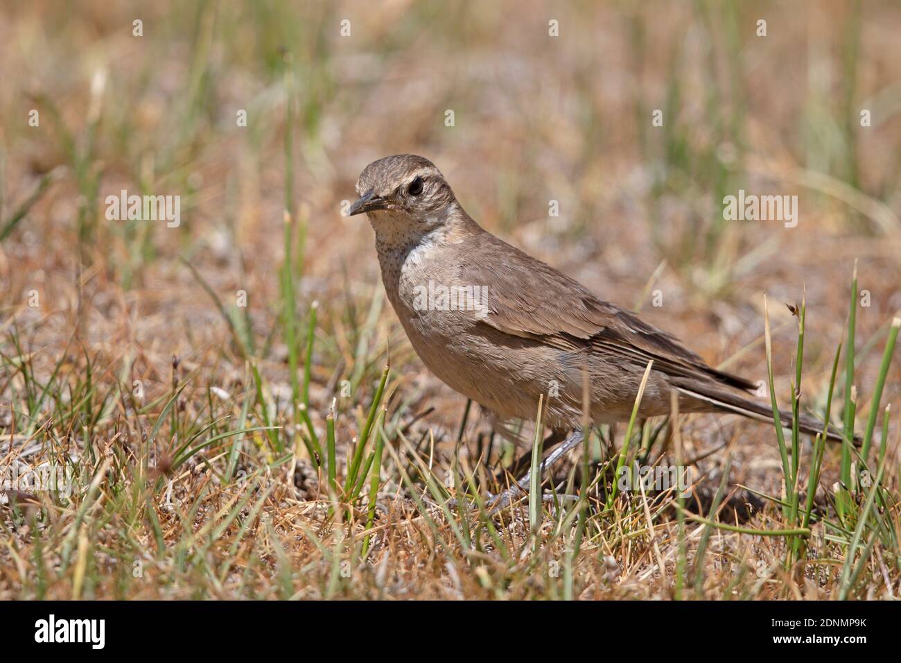 Buff-winged cinclodes, El Yeso, Chile, January 2018 Stock Photo - Alamy