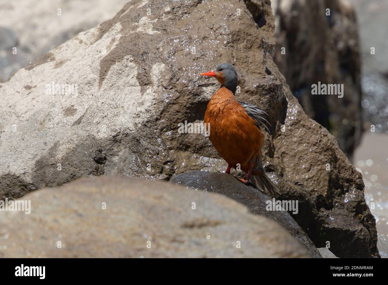 Torrent Duck Merganetta Armata High Resolution Stock Photography and ...