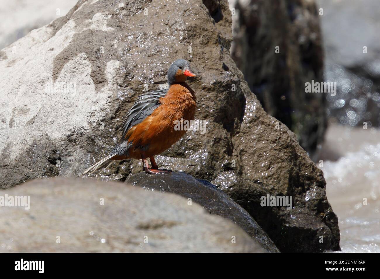 Torrent duck female, El Yeso, Chile, January 2018 Stock Photo - Alamy