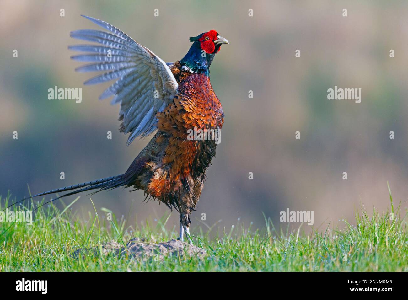 Common Pheasant (Phasianus colchicus). Cock in breeding plumage ...