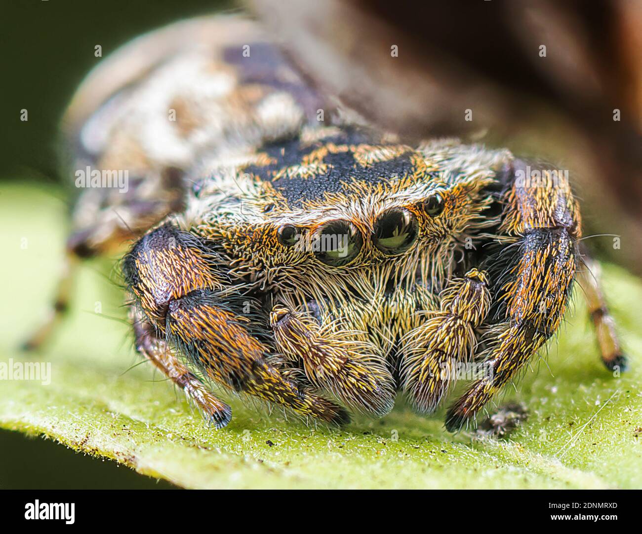 Female Rene Spider Stock Photo - Alamy