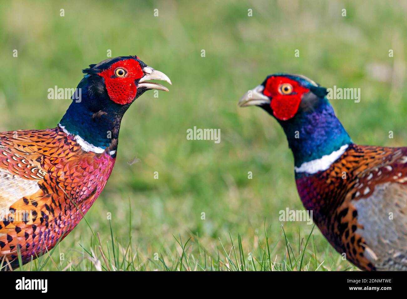 Common Pheasant (Phasianus colchicus). Territorial dispute between two cocks in breeding season ...