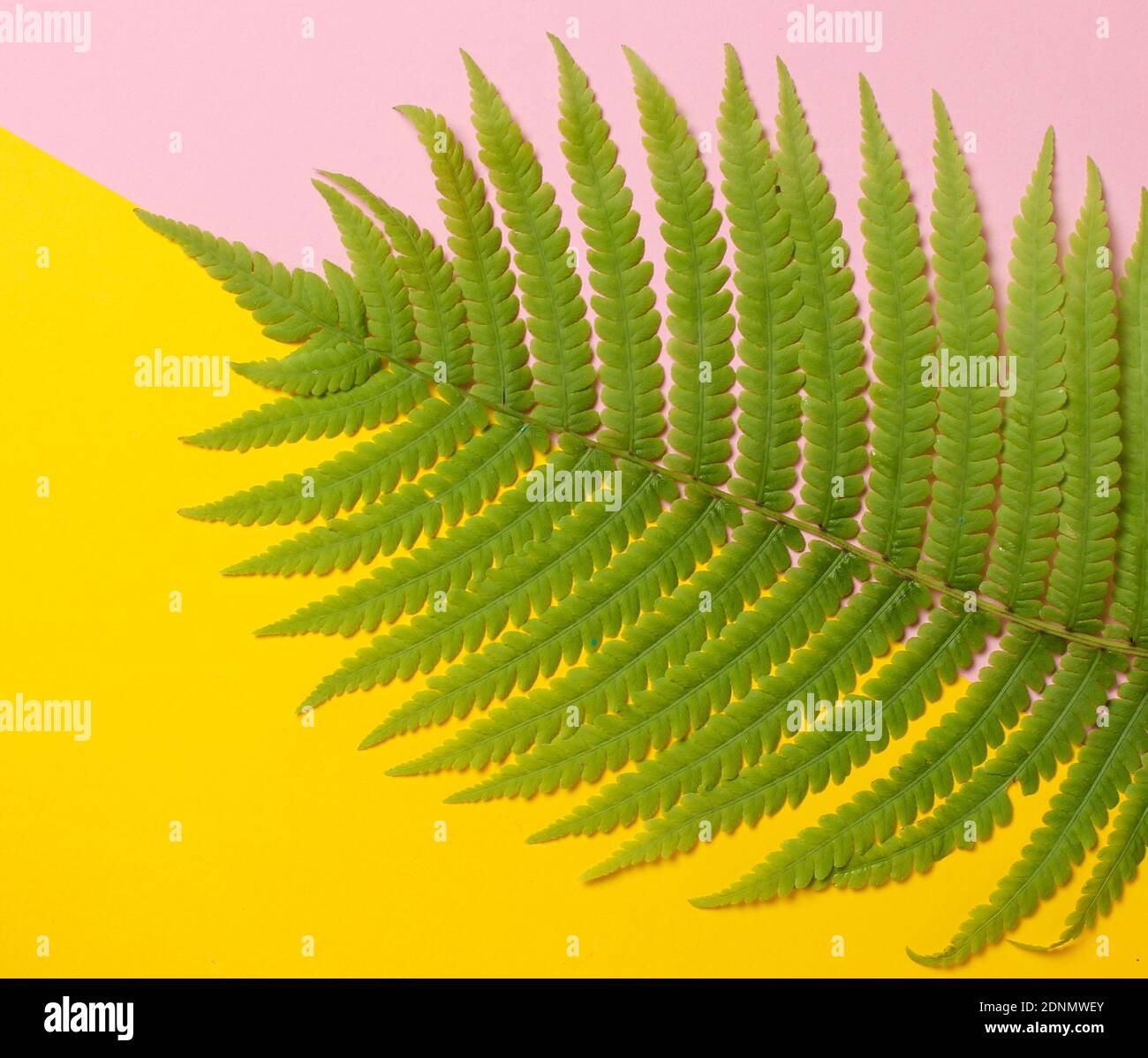 Fern leaf on a colored pastel background. top view, minimalism Stock ...