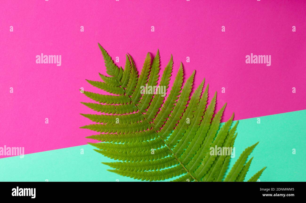 Fern leaf on a colored pastel background. top view, minimalism Stock ...