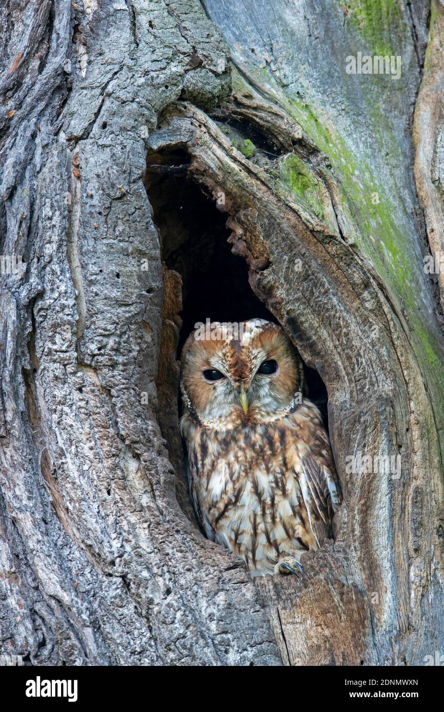 Tawny owl at nest hole in tree bird of prey hi-res stock photography ...