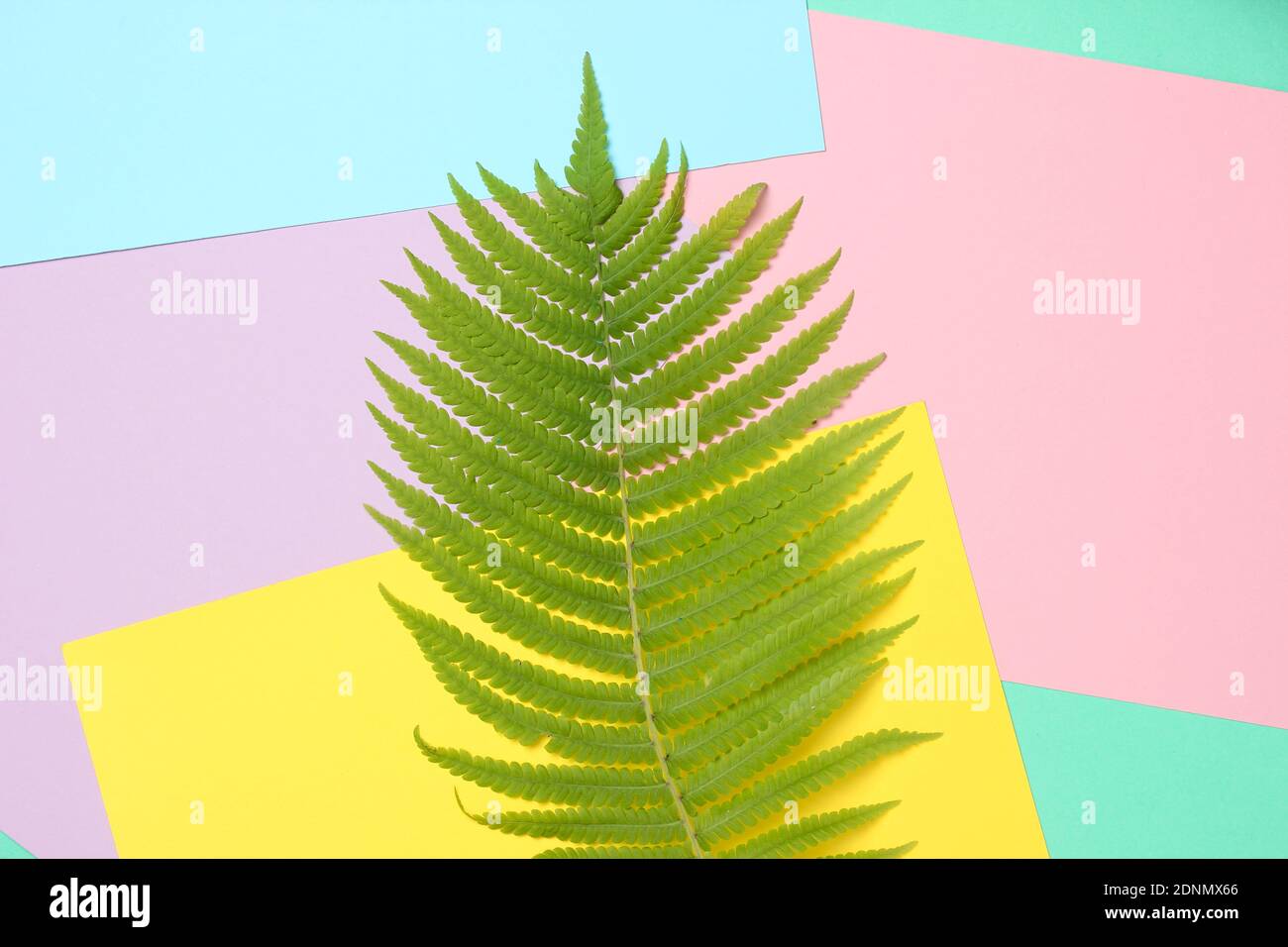 Fern leaf on a colored pastel background. top view, minimalism Stock ...