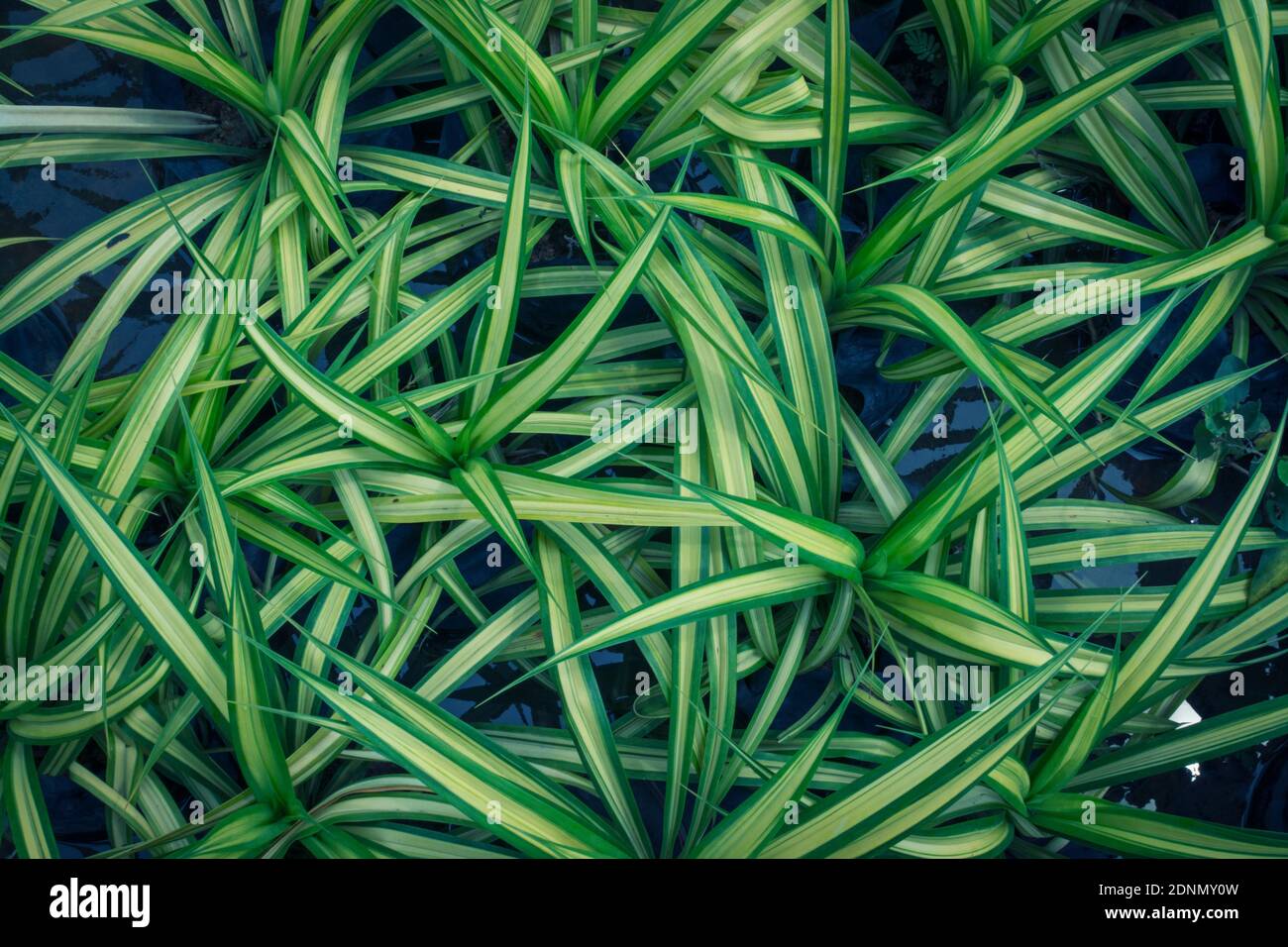 Pandanus spring hi-res stock photography and images - Alamy