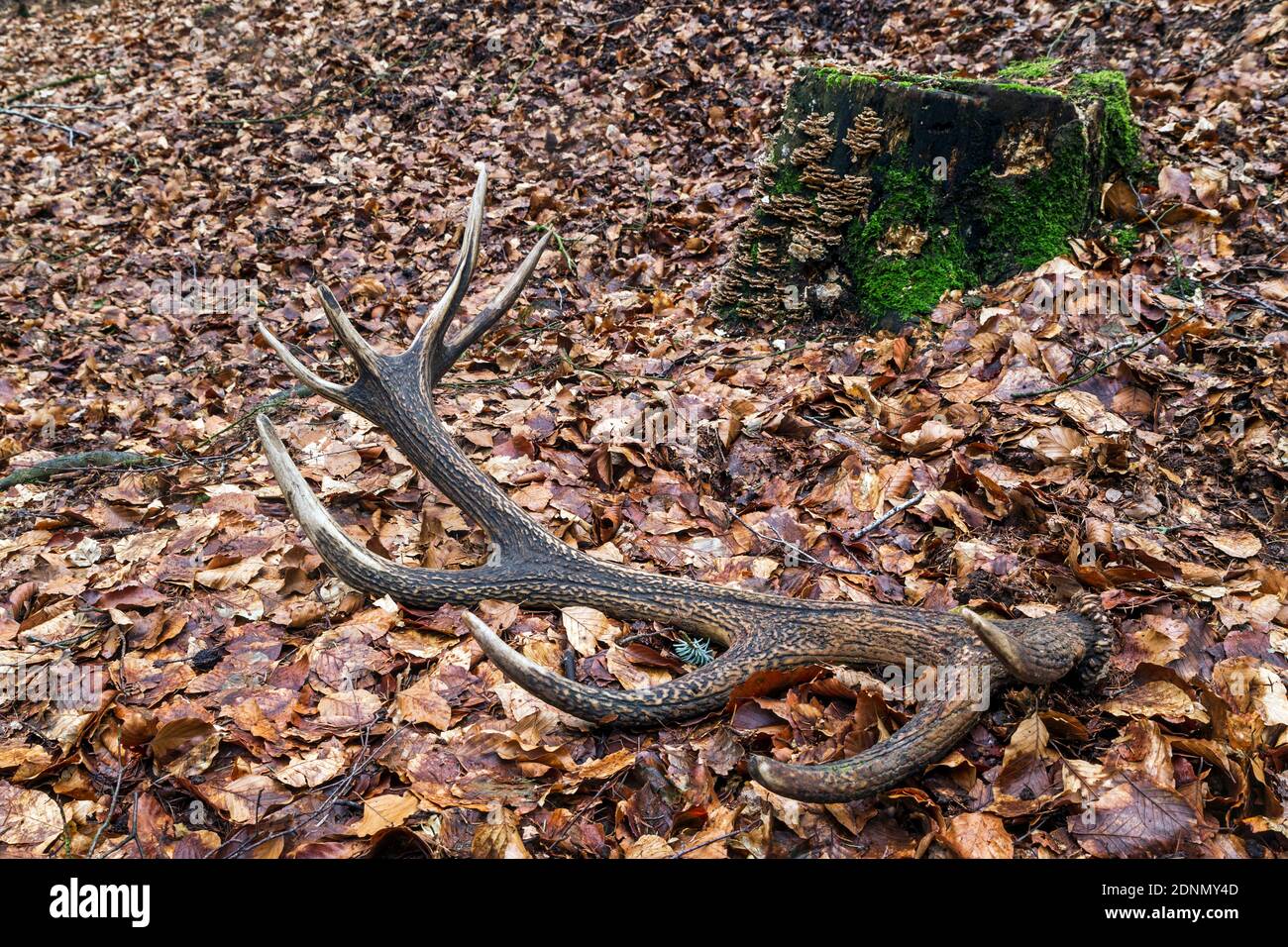 Red Deer (Cervus elaphus). Shed antler in a forest. Germany Stock Photo ...
