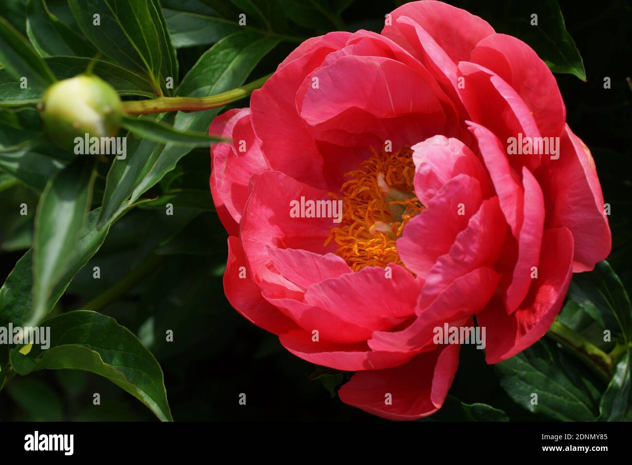 Paeonia red magic hi-res stock photography and images - Alamy