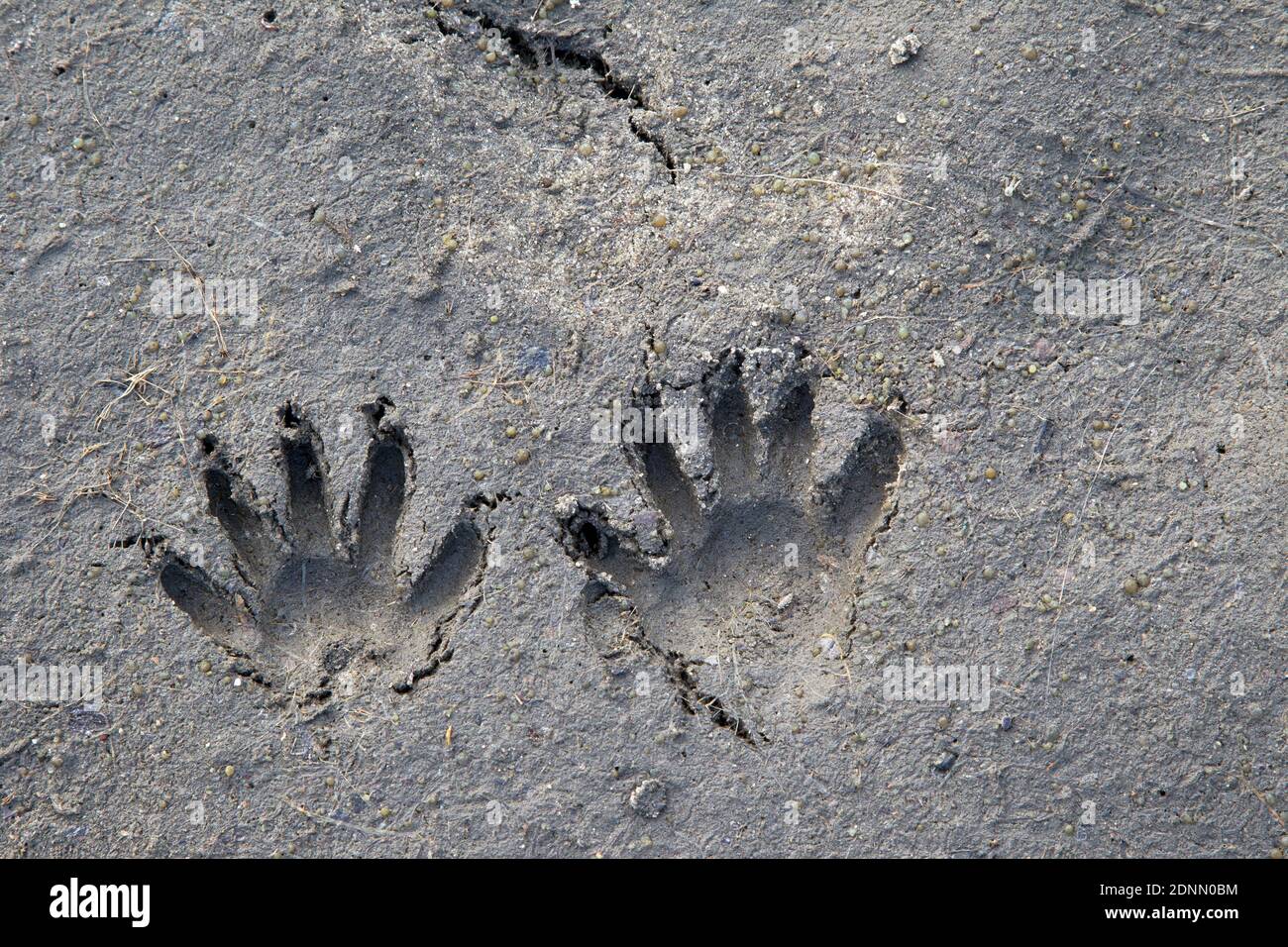 Raccoon Tracks