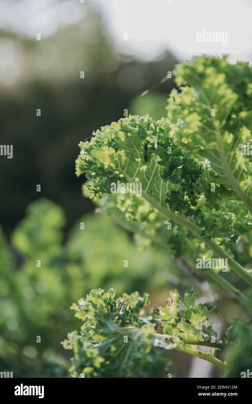 Kale fruits hi-res stock photography and images - Alamy
