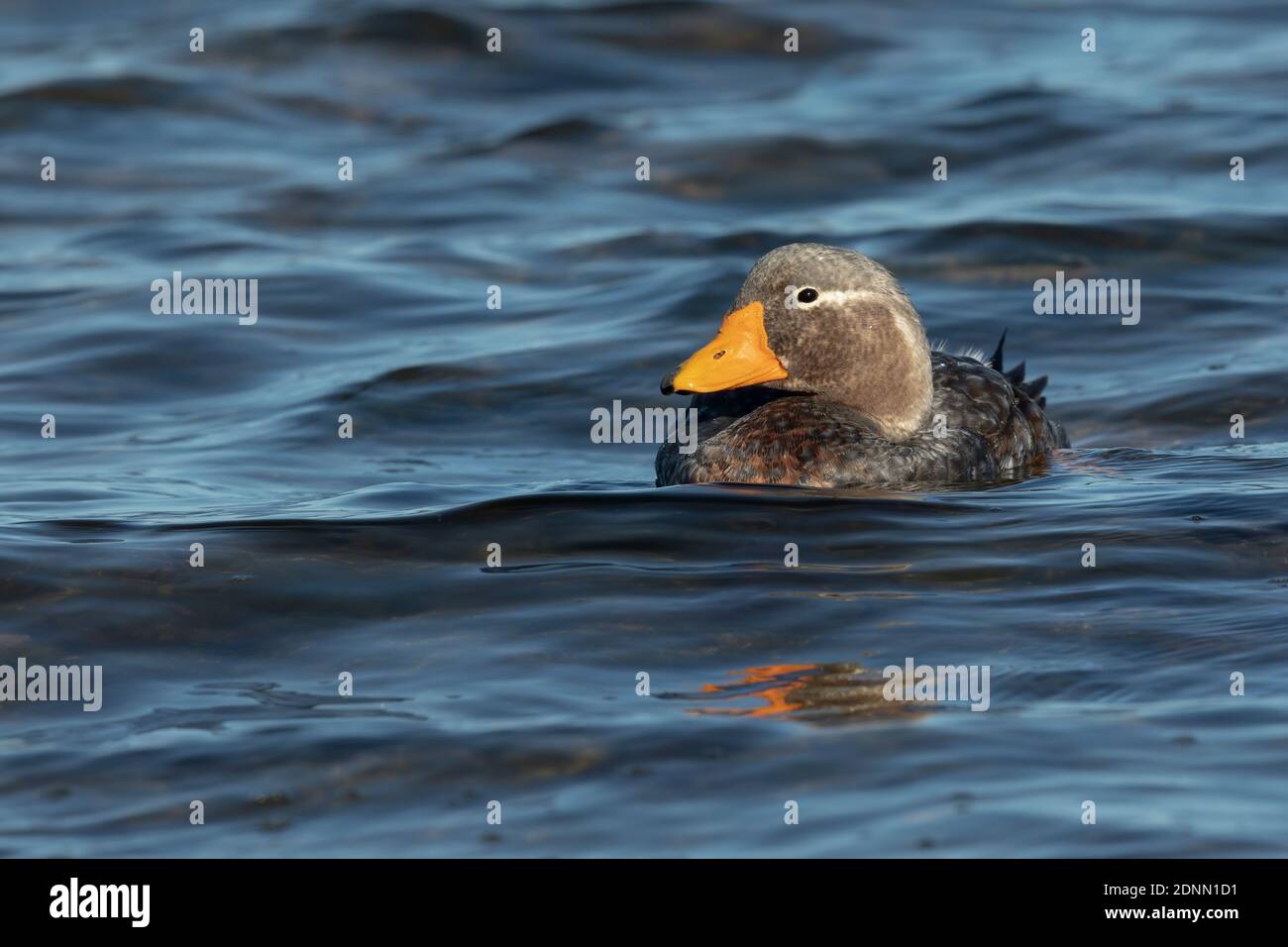 Falkland, flightless steamer duck, Bleaker island, Falkland, January ...