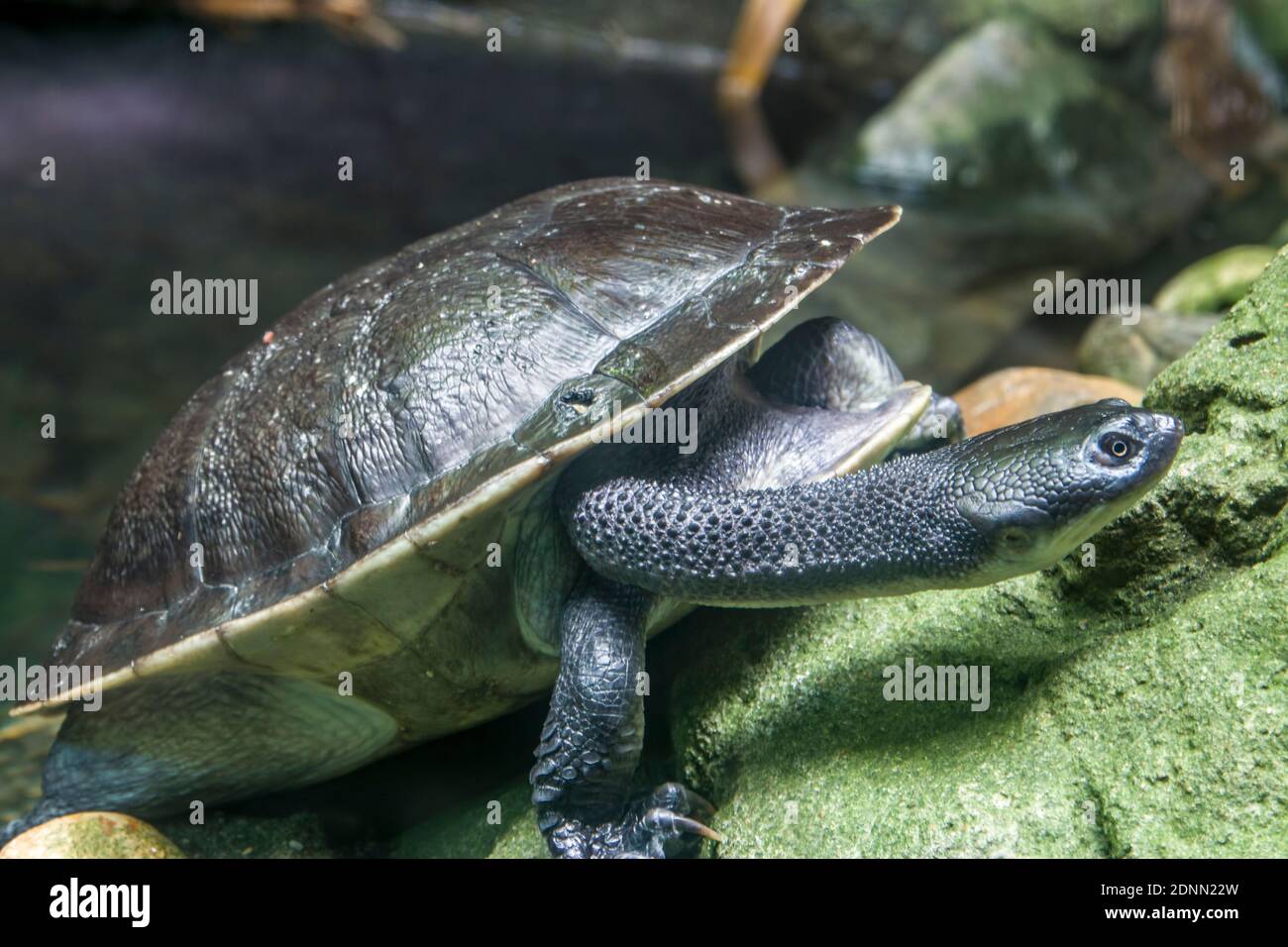 The Roti Island Snake Necked Turtle Chelodina Mccordi Is A