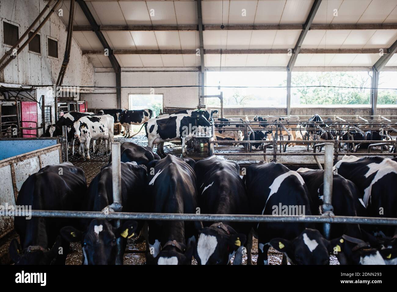 Animals in barn hi-res stock photography and images - Alamy