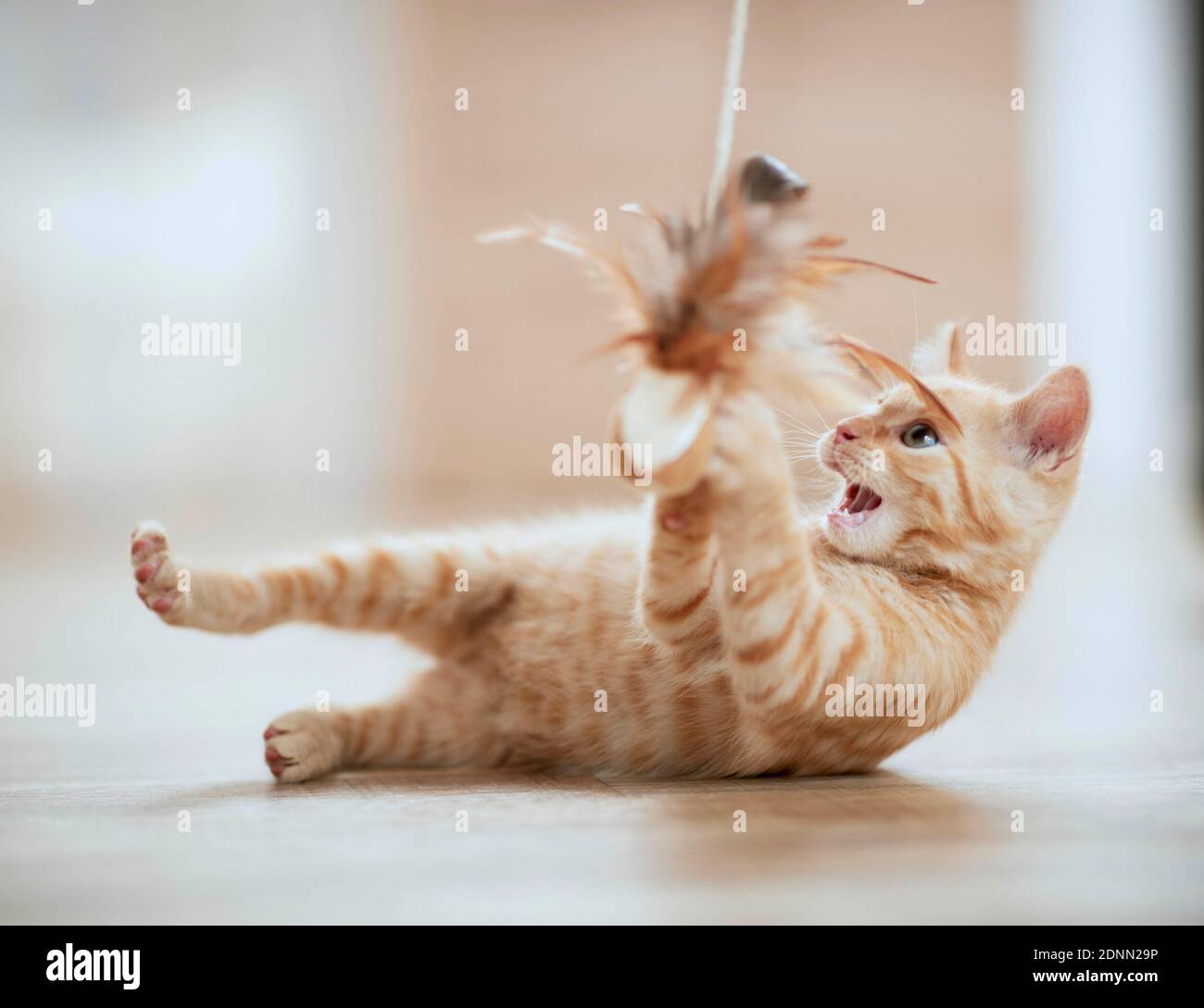 Cat movement hi-res stock photography and images - Alamy