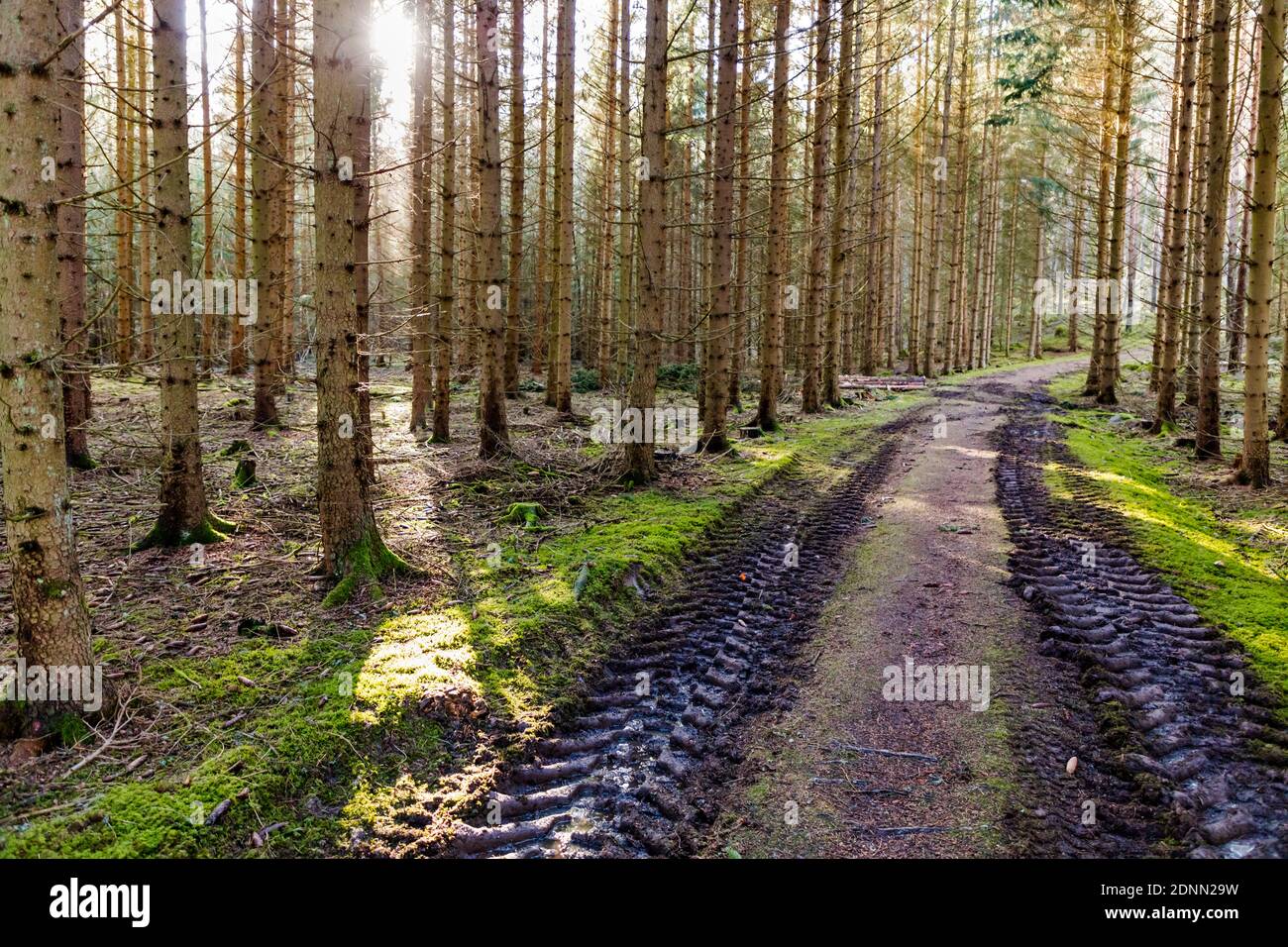 View of forest road Stock Photo - Alamy