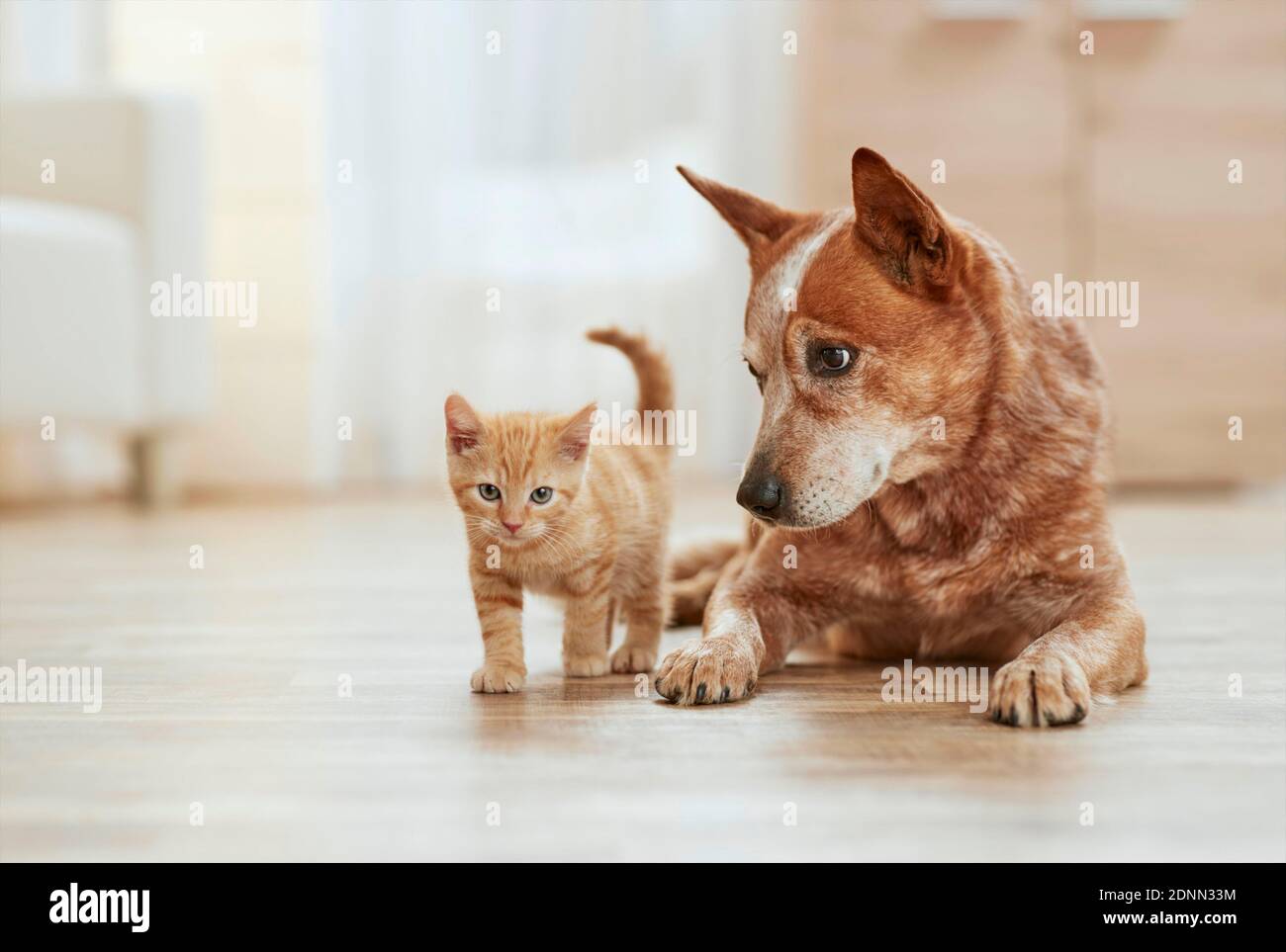 Domestic cat. Kitten and adult Australian Cattle Dog on parquet ...