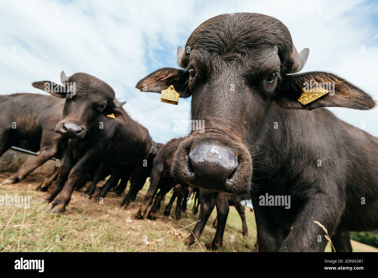 Water buffalo (Bubalus bubalis Stock Photo - Alamy