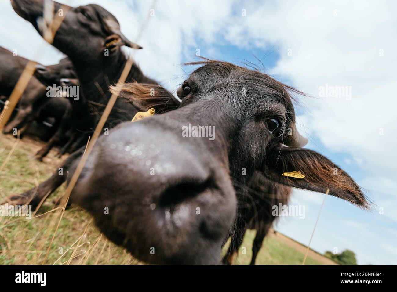 Water buffalo (Bubalus bubalis Stock Photo - Alamy